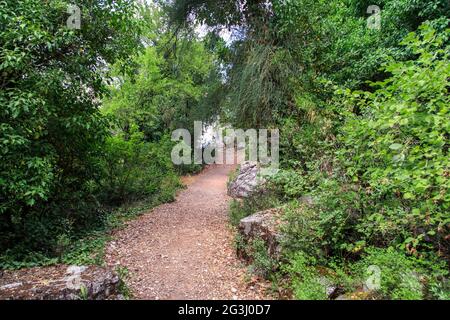 Pathway among Trees Stock Photo - Alamy