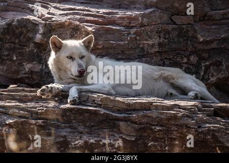 Wolf in South Dakota Stock Photo - Alamy