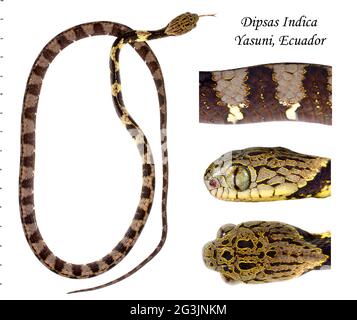 Neotropical snail-eater snake (Dipsas indica), Orellana province ...