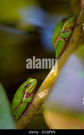 Eastern Sedge Frogs at Mt Coot-Tha Library "Frog Ponds Stock Photo - Alamy