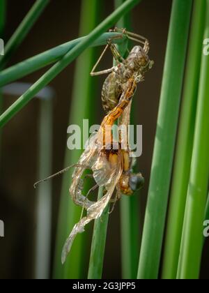 Dragonfly emerging at Mt Coot-Tha Library "Frog Ponds Stock Photo - Alamy