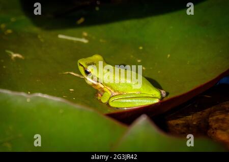 Eastern Sedge Frogs at Mt Coot-Tha Library "Frog Ponds Stock Photo - Alamy