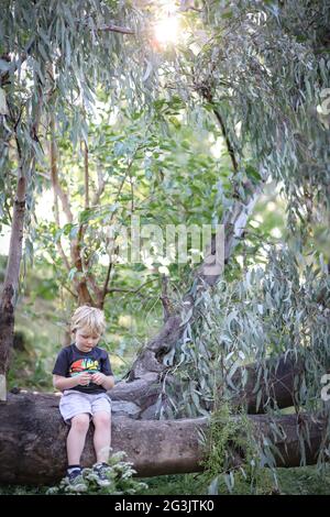 Australian boy sitting on a tree branch Stock Photo - Alamy