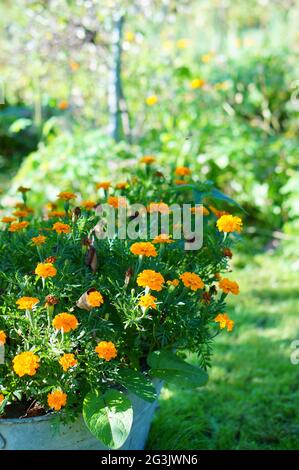 Vertical shot of wallflowers Stock Photo - Alamy