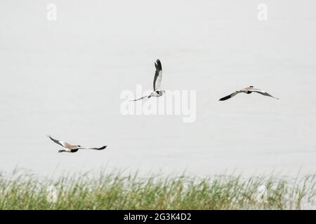 Spur-winged Lapwings in mid flight over Hawassa Lake Stock Photo - Alamy