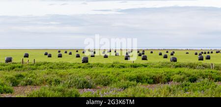 Hay bales sealed with plastic wrap Stock Photo - Alamy
