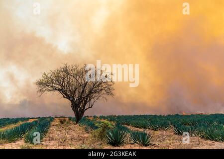 Land Clearing Fire Stock Photo - Alamy
