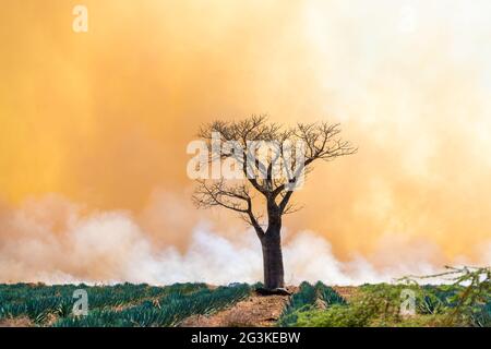 Land Clearing Fire Stock Photo - Alamy