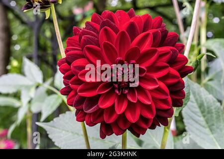 Lovely red burgundy garden flowers bluebells and pale greens Stock ...