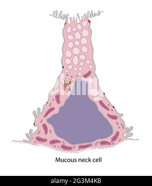 Diagram of gastric chief cell Stock Photo - Alamy