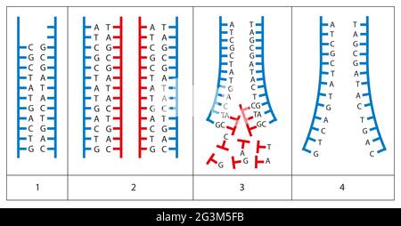 Mechanism of DNA replication. Replication model with zipper Stock Photo ...