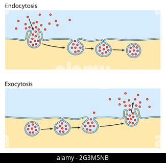 Cell membrane receptor proteins, illustration. Membrane-spanning ...