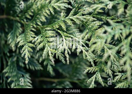 green plant background and plant structure usable as graphic background ...