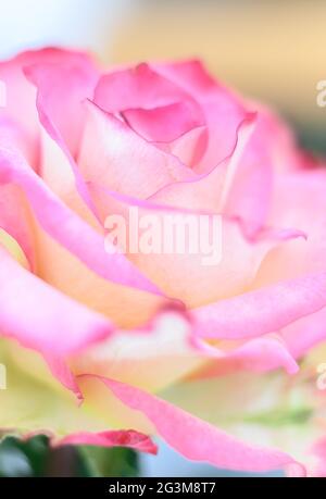 Single Rose with shallow depth of field Stock Photo - Alamy