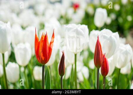 Orange color tulip flowers bloom in the garden Stock Photo - Alamy