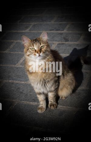 Stray cat seen in the street of the city Stock Photo - Alamy