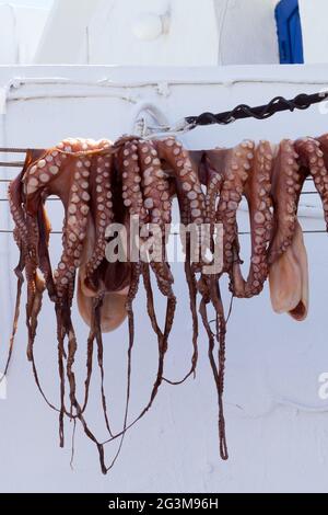 Octopus hanging up to dry in the sunshine in the Greek islands, Crete ...