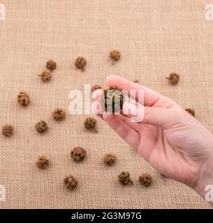 Hand holding pod or capsule Stock Photo - Alamy