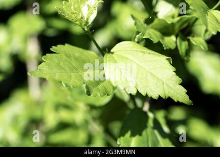 green plant background and plant structure usable as graphic background ...