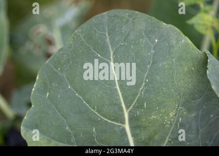 green plant background and plant structure usable as graphic background ...