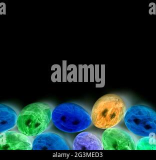 Painted eggs, easter - X-Ray - Isolated on a black background Stock ...