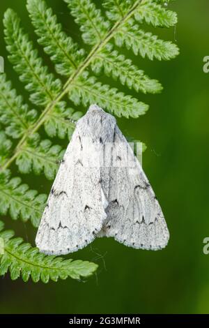 miller moth, (Acronicta leporina Stock Photo - Alamy