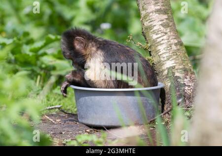 Golden-bellied capuchin (Cebus xanthosternos), adult, capuchin monkeys ...