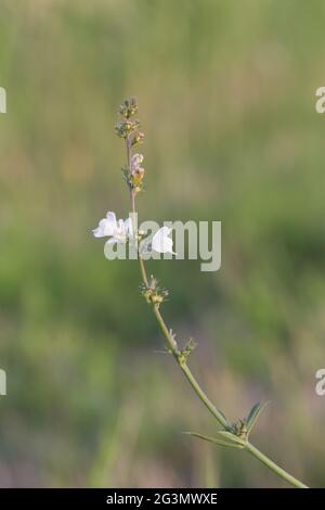 Pale toadflax (Linaria repens), a rare plant in Surrey.Park Downs ...