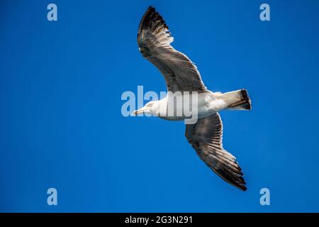 Single seagull flying in a blue sky as a background Stock Photo - Alamy