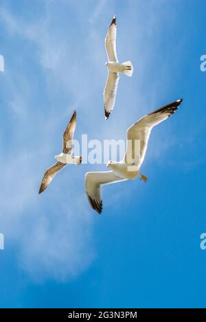 Flock of seagulls skying in the sky Stock Photo - Alamy
