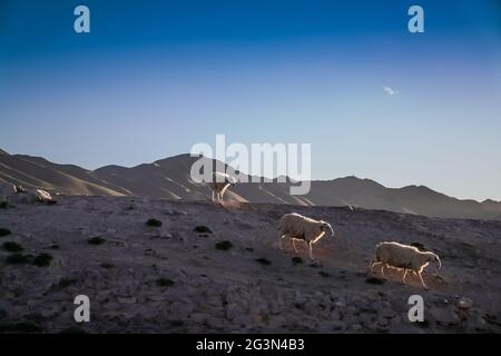 The ancient city and sheep chaser Stock Photo - Alamy