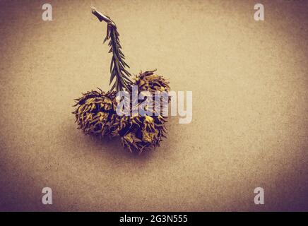 Pod, cone or capsule on a background Stock Photo - Alamy
