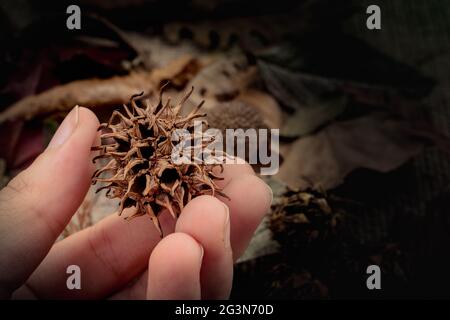 Hand holding pod or capsule Stock Photo - Alamy
