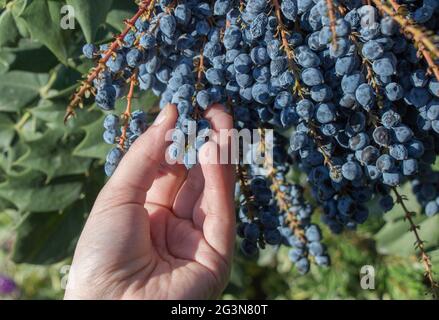 Wild fruit found in the tree in nature Stock Photo - Alamy