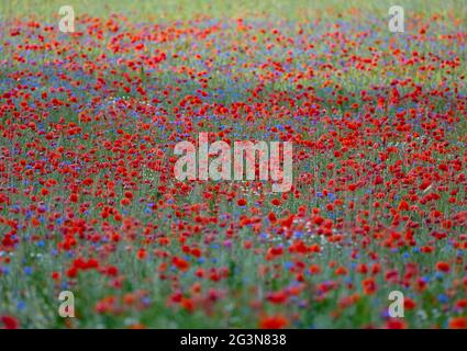 Biegen, Germany. 15th June, 2021. The petals of corn poppies shine ...