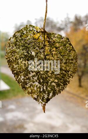 One separate dry leaf of Autumn times Stock Photo - Alamy