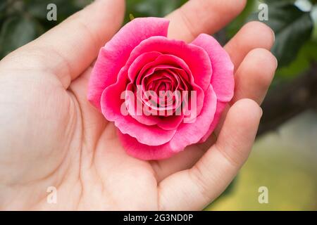 Hand holding a colorful Rose Flower Stock Photo - Alamy