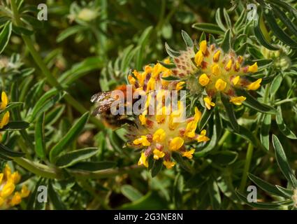 The Brown-banded Carder Bee prefers coastal areas and is never common ...