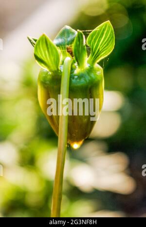 Beautiful Brazilian Blume flowers in nature background Stock Photo - Alamy