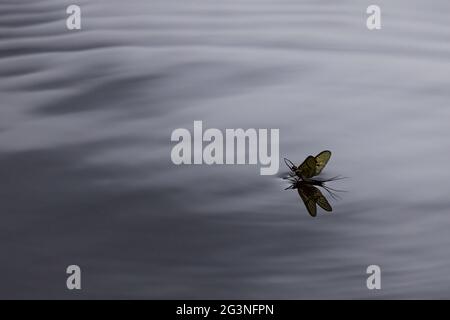 Mayfly fluttering on the river Stock Photo - Alamy