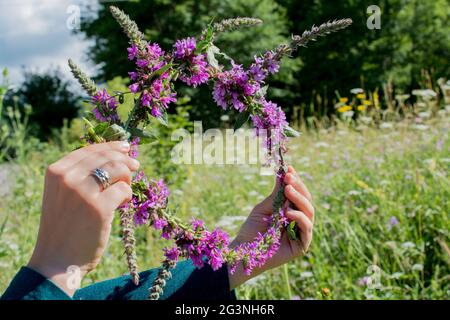 Beautiful Brazilian Blume flowers in nature background Stock Photo - Alamy