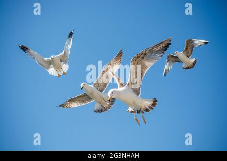 Flock of seagulls skying in the sky Stock Photo - Alamy