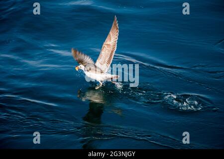 Single seagull flying over sea the sea waters Stock Photo - Alamy