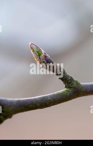 Betula pendula bud Stock Photo - Alamy