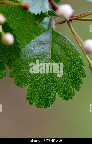 Crataegus laevigata leaf Stock Photo - Alamy