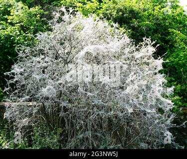 caterpillars on the hawthorn Stock Photo - Alamy