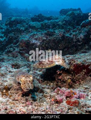 Cuttlefish at the bottom of the Indian ocean Stock Photo - Alamy