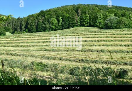 freshly mown meadow in warm temperatures Stock Photo - Alamy