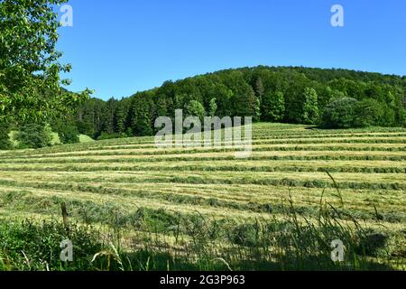 freshly mown meadow in warm temperatures Stock Photo - Alamy