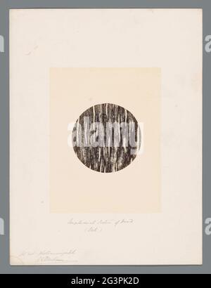 Microscopic recording of a cross -section of oak, c. 1863 - c. 1870 ...